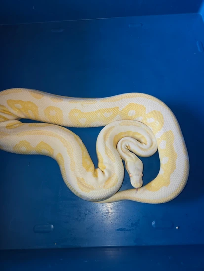 Cinnamon Albino Ball Python by West Tennessee Exotic Pets