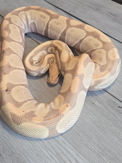 Candy Ball Python by West Tennessee Exotic Pets