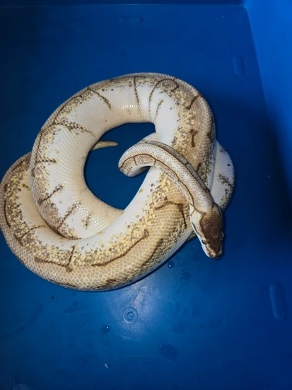 Mojave Spinner Blast Ball Python by West Tennessee Exotic Pets