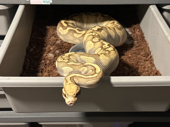 Pastel GHI Butter Ball Python by Beauty and the Balls