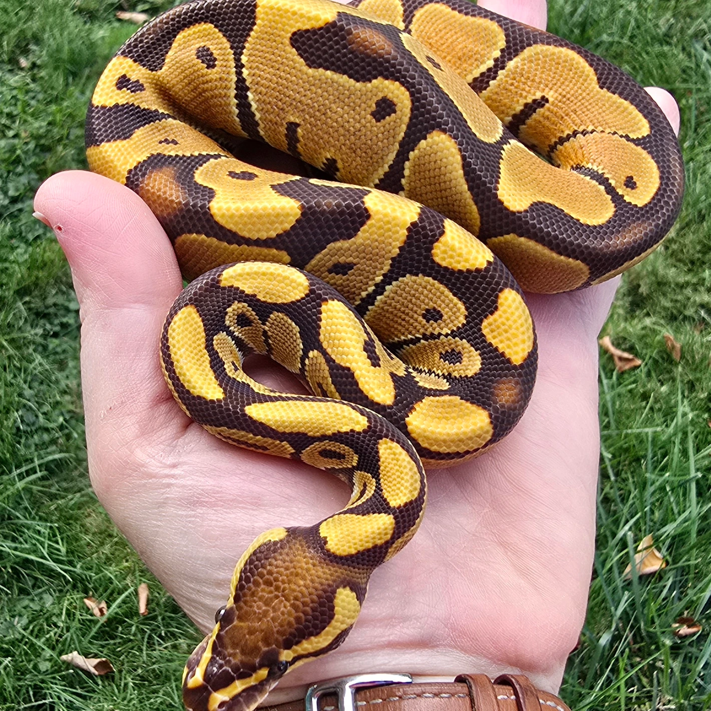 Monarch Ball Python by JDH Reptiles