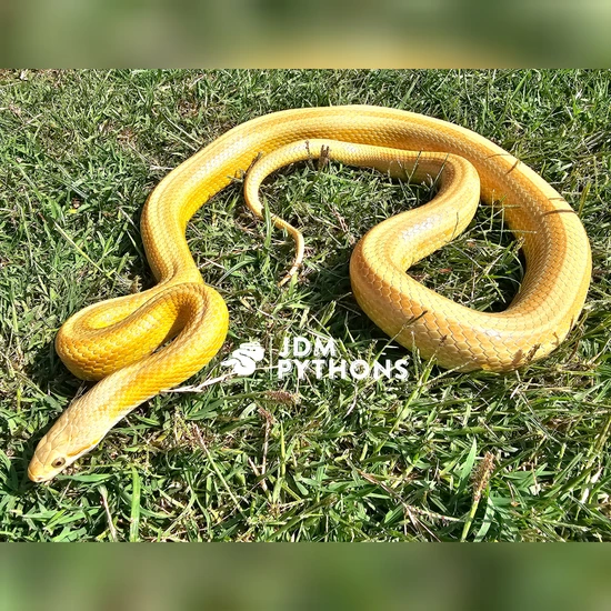 Golddust Stripe Corn Snake by JDM Morphs