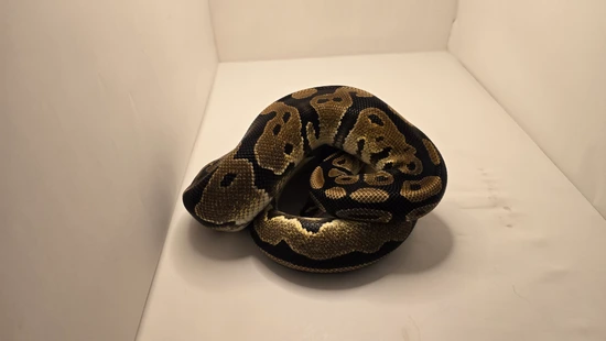 Classic Het Clown Ball Python by Seductive Serpents
