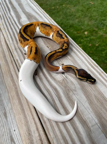 Pied Ball Python by SHADY Snakes