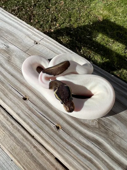 Black Pastel Pied Ball Python by SHADY Snakes