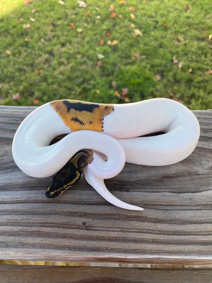 Pied Ball Python by SHADY Snakes