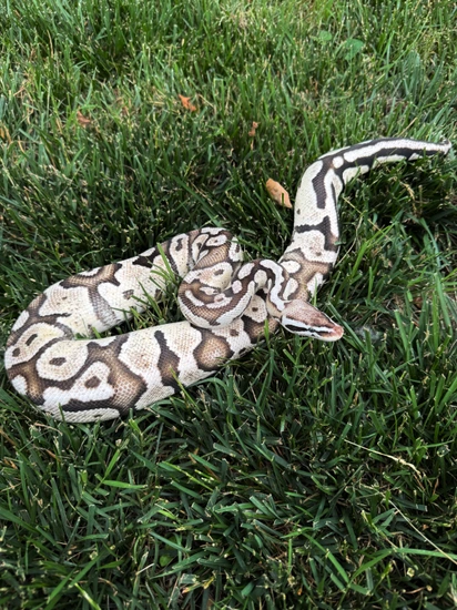 VPI Firefly Ball Python by SHADY Snakes