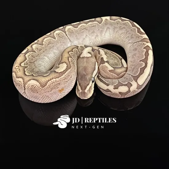 Bamboo Ball Python by JD | Reptiles Next-Gen
