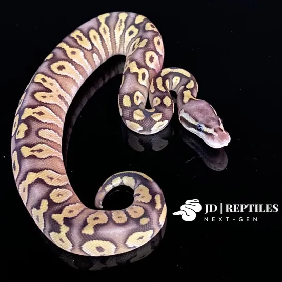 Super Pastel Mystic Ball Python by JD | Reptiles Next-Gen