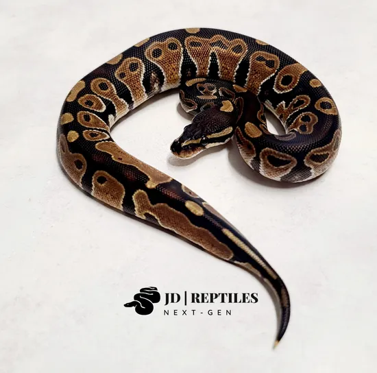 Wookie Ball Python by JD | Reptiles Next-Gen