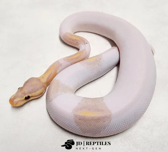 Yellowbelly Banana Pied Ball Python by JD | Reptiles Next-Gen