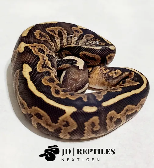 Black Pastel Fire Het Hypo Ball Python by JD | Reptiles Next-Gen