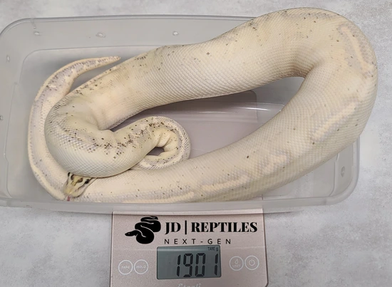 Pastel Highway Ball Python by JD | Reptiles Next-Gen