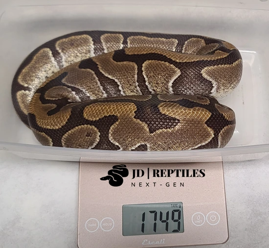 Blade Het Clown Ball Python by JD | Reptiles Next-Gen