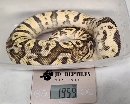 Firefly Het Clown Ball Python by JD | Reptiles Next-Gen