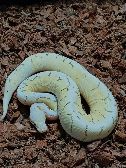 Firefly Spinner Ball Python by Stocks Serpents