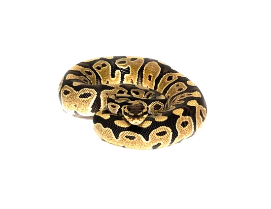 Breed Ready Dbl Het. Sunset/ Clown Ball Python by SunDazed Reptiles