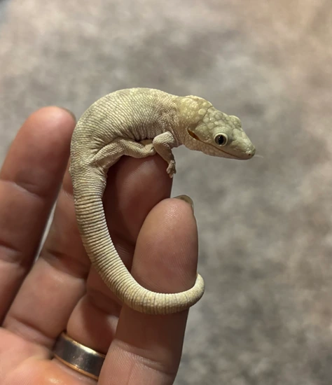 RTB Eurydactylodes Symmetricus Pair Chameleon Gecko by Jecko's Geckos LLC