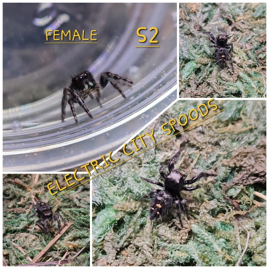Bold Jumping Spiders Audax S2 by Electric City Spoods