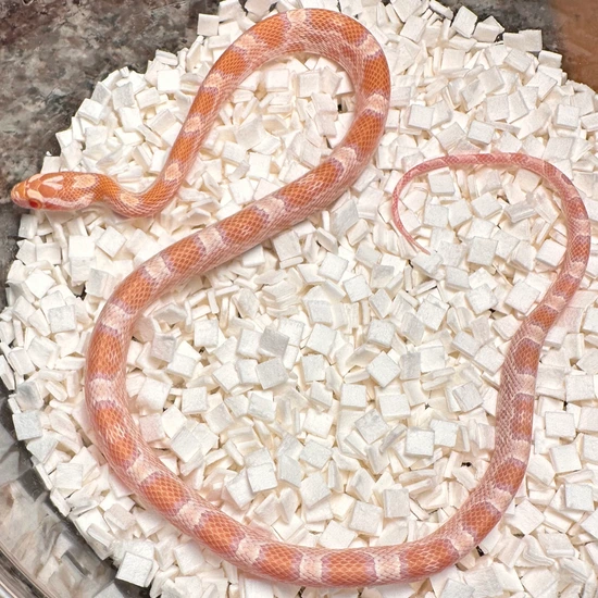 German Flamingo Corn Snake by Cascade Corns LLC