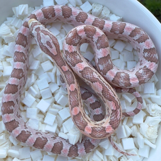 Mimosa / Tequila Sunrise Red Factor Ultramel Anery, Het Hypo, 66% Ph ...