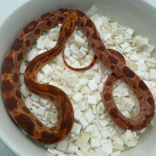 Red Factor Amel, Visually Het Kastanie 66% Ph Diffused Corn Snake by ...