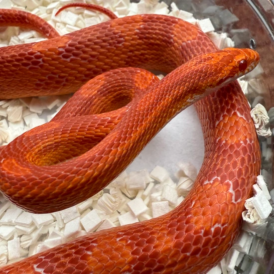 Red Factor Amel Motley Het Anery, 66% Ph Sunrise, 50% Ph Redcoat 50% Ph ...