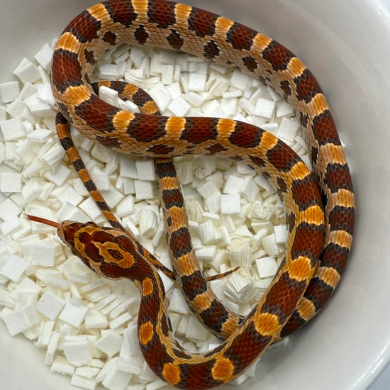 Red Factor Ultramel Okeetee, 50% Ph Whitehatch Corn Snake by Cascade ...