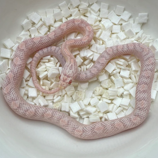 Red Factor Tequila Sunrise Snow Motley Corn Snake by Cascade Corns LLC
