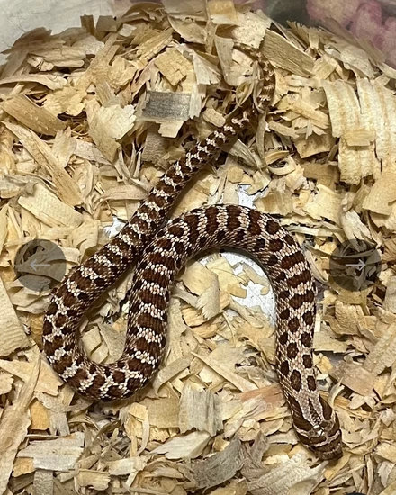 Normal Western Hognose by Horne’s Reptiles