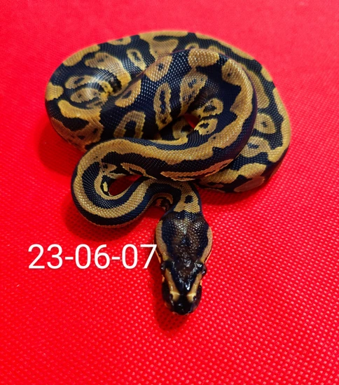Acid Het Clown Ball Python by Down South Serpents
