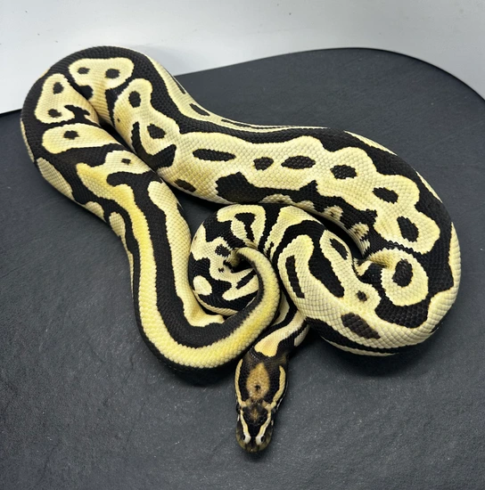 Leopard DG 685g Ball Python by Kiss Konstrictors