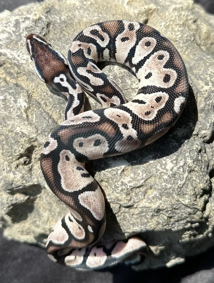 TSK Axanthic Pastel Ball Python by Kiss Konstrictors