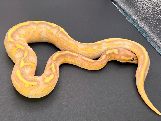Banana OD Fire SA Ball Python by Morpheus' Morphs