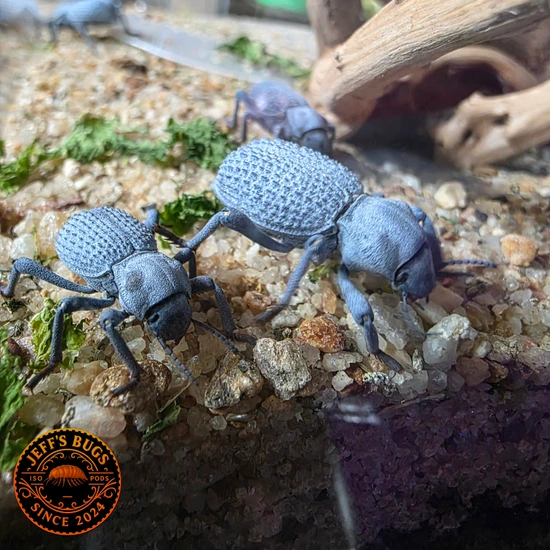 Asbolus Verrucosus (Blue Death Feigning Beetle) by Jeff's Bugs