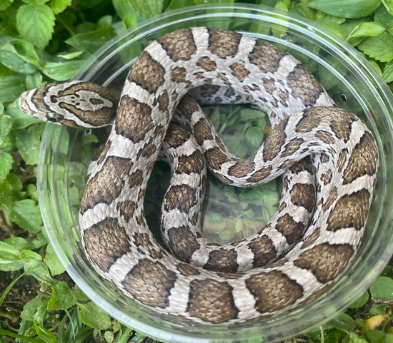Subadult Male Het Emoryi Other Rat Snake by Jeff Serrao