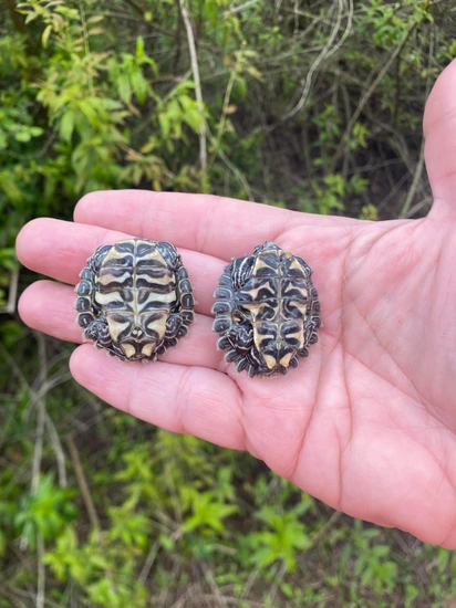 2024 CB Southern Black Knob Sawback (Nigrinoda) Map Turtle by Jeff Serrao
