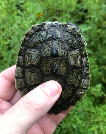 CB Young Adult Northern Black Knob Sawback Map Turtle by Jeff Serrao