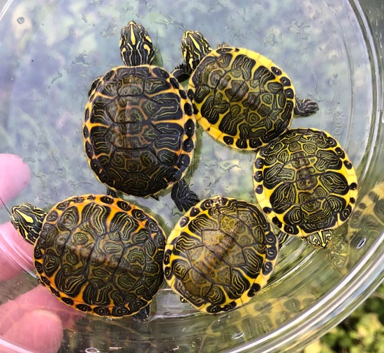 CB 2025 Winged/Flame Florida Red Bellied Cooters Pond Turtle by Jeff Serrao