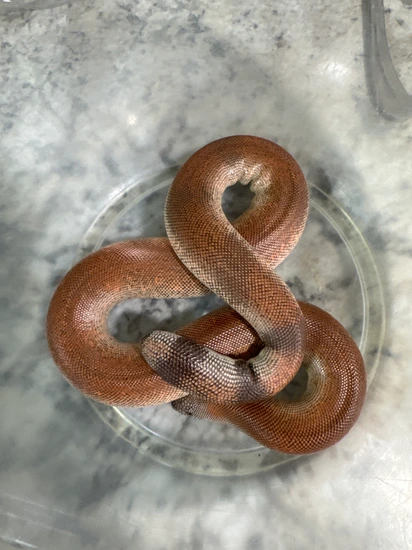 Indian Sand Boa by Dr J's Exotics