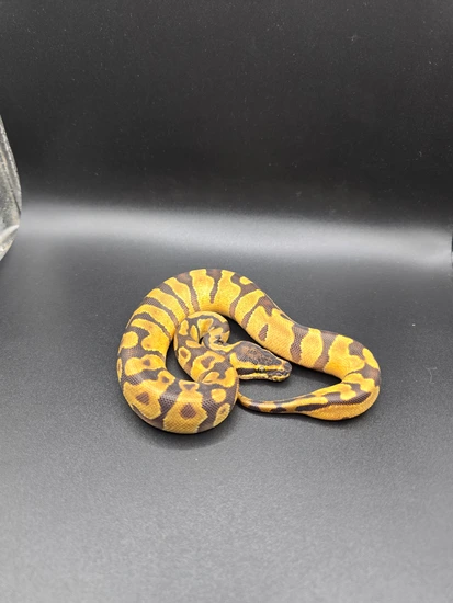 Orange Dream Enchi Dinker Poss Het Pied Ball Python by Bmore Exotics