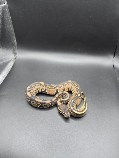 Orange Dream Enchi Dinker 50% Het Pied Ball Python by Bmore Exotics