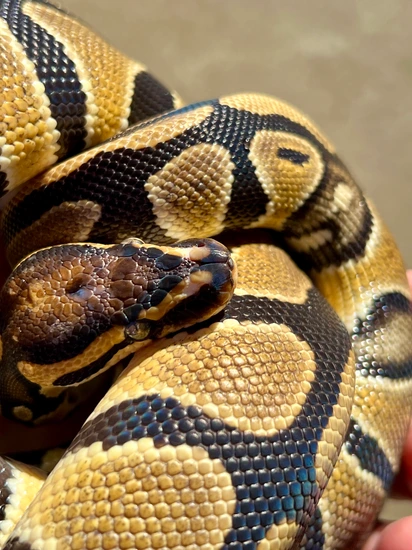 Scaleless Head Het Clown Ball Python by Masterpiece Morphs—Genetic Jewels