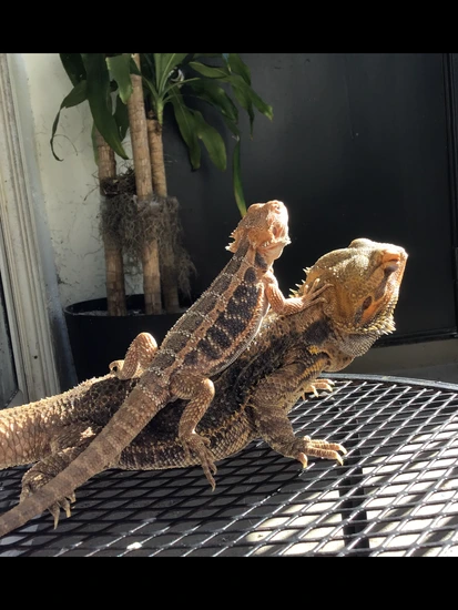 Big Blue/Red/Orange Hypo Central Bearded Dragon by W&M Blackbeard