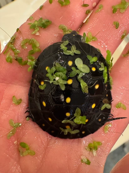 Spotted Turtle 2025 Hatchlings Pond Turtle by Jenny’s Reptile Art
