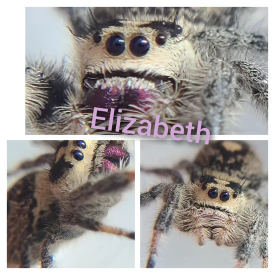 REGAL REGIUS Elizabeth True Spider by Jumping Spiders California