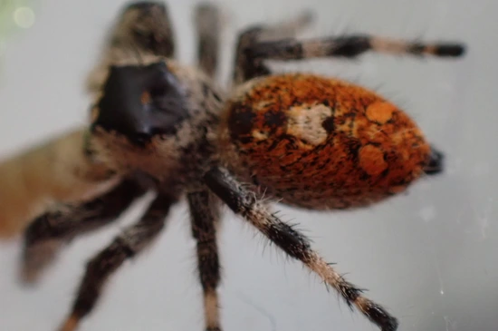 Regal Girl Velma Jumping Spider by Jumping Spiders California