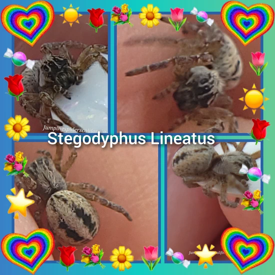 Stegodyphus Lineatus Velvet Ultra Rare Social Spider Other Spider by ...