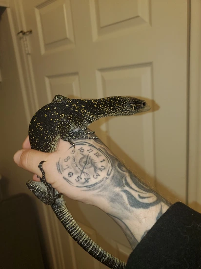 Golden Spotted Tree Monitor Golden-Spotted Tree Monitor by Elleman ...