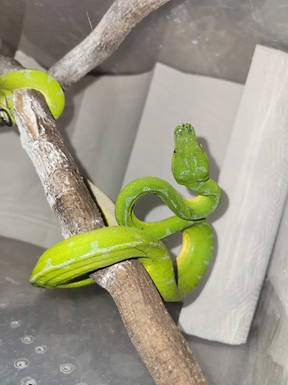 Manokwari Green Tree Python by Elleman Family Reptiles